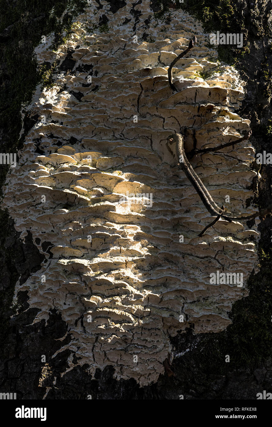 White tree decay fungus growing on chestnut tree Stock Photo - Alamy