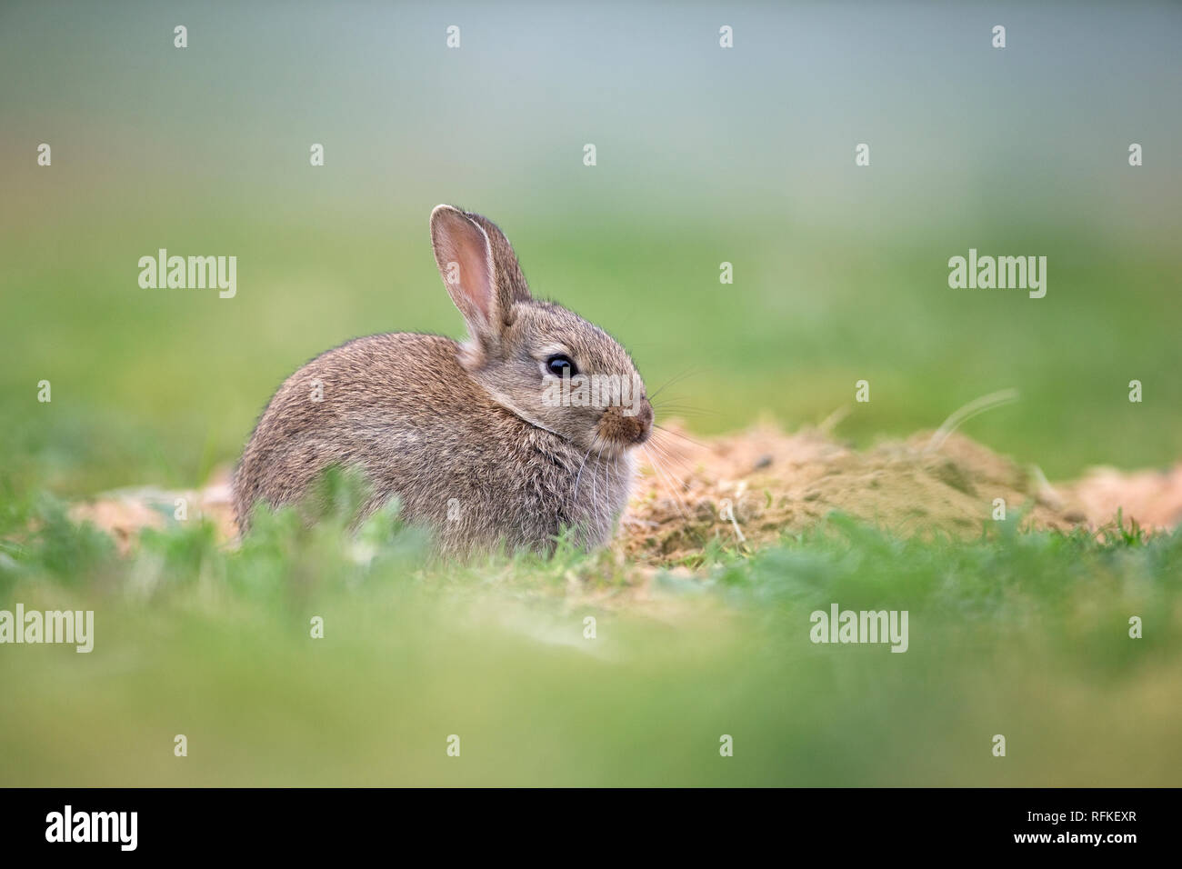 Rabbit (Oryctolagus cuniculus Stock Photo - Alamy