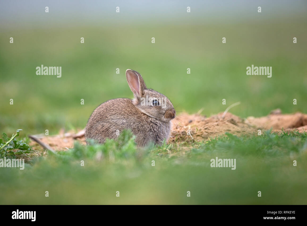 Rabbit (Oryctolagus cuniculus Stock Photo - Alamy