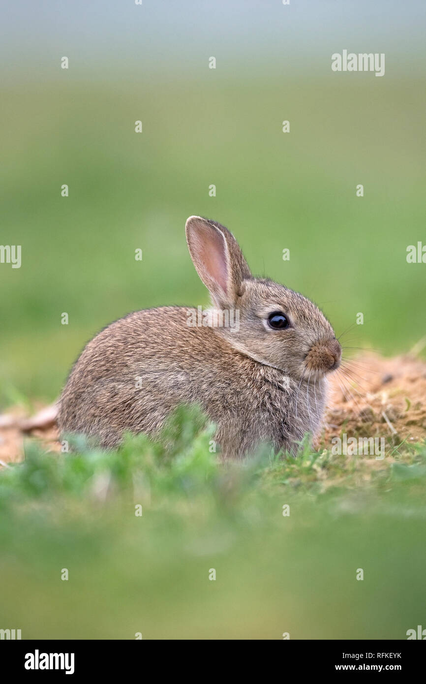 Rabbit (Oryctolagus cuniculus Stock Photo - Alamy