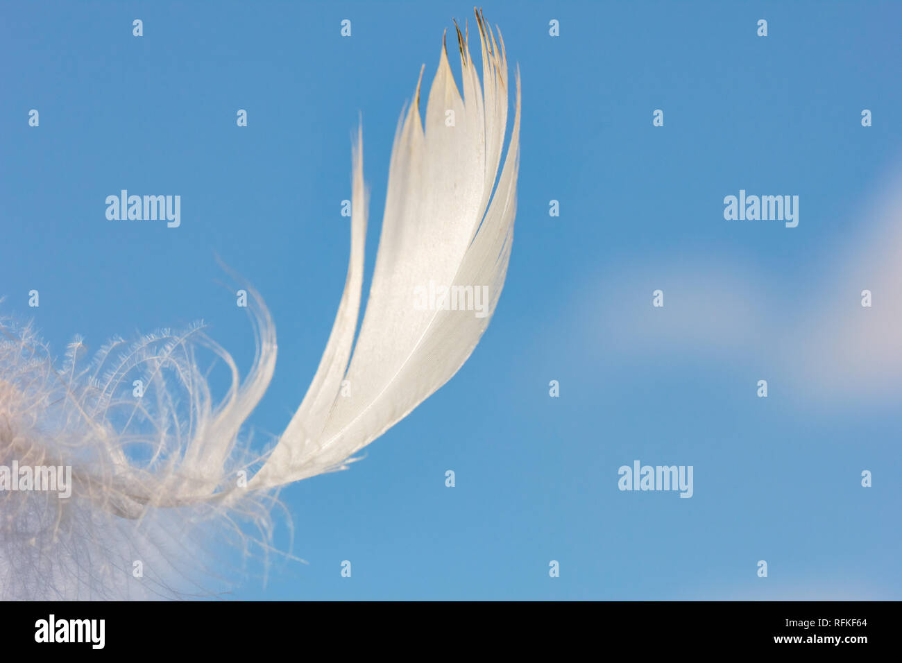 snow-white feather on blue sky background with clouds, lightness ...