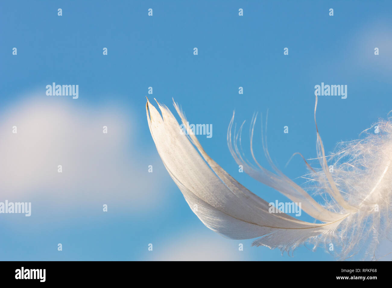 snow-white feather on blue sky background with clouds, lightness ...
