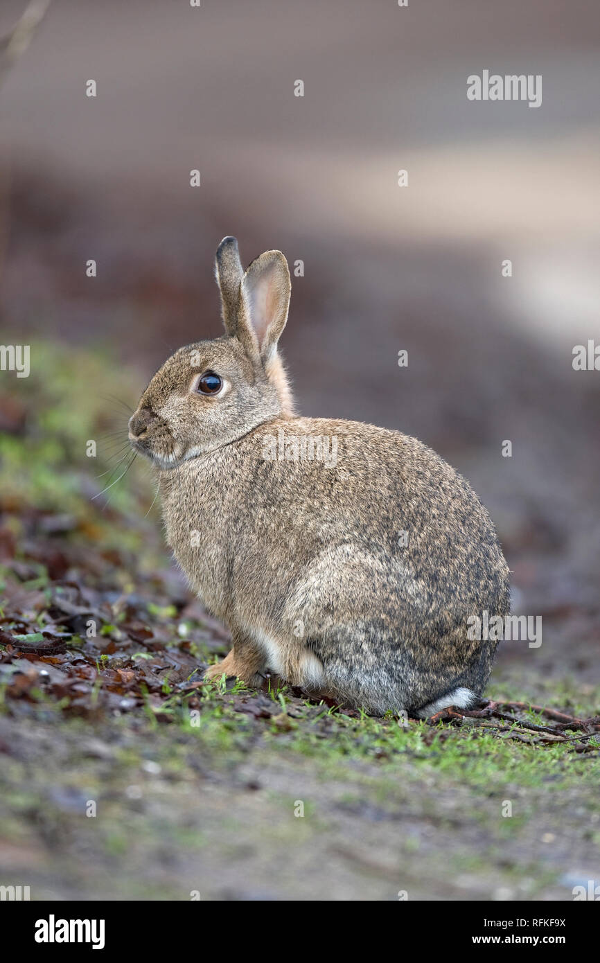 Rabbit (Oryctolagus cuniculus Stock Photo - Alamy