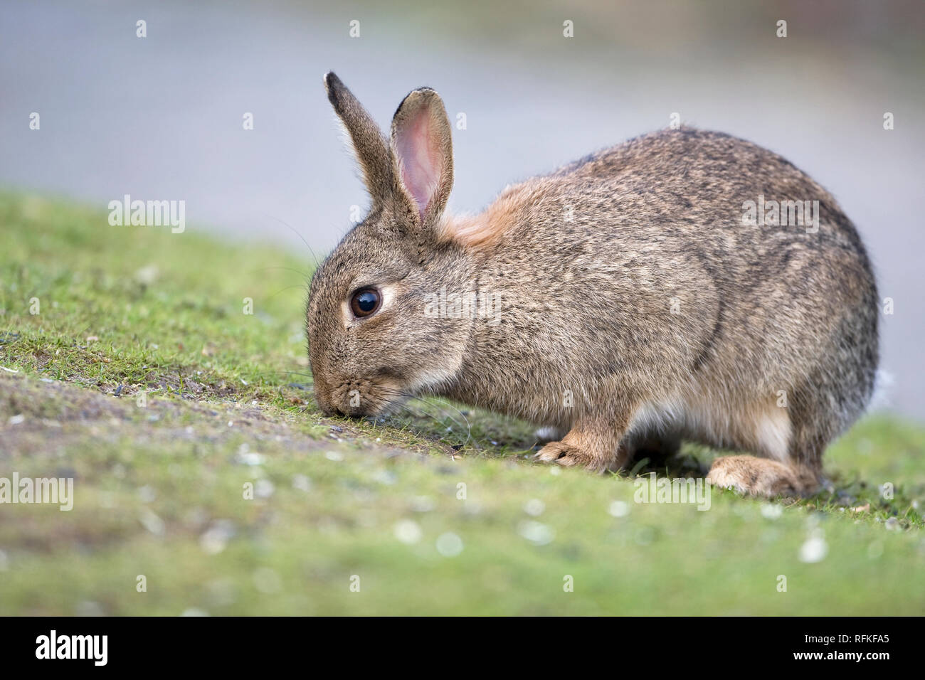 Rabbit (Oryctolagus cuniculus Stock Photo - Alamy