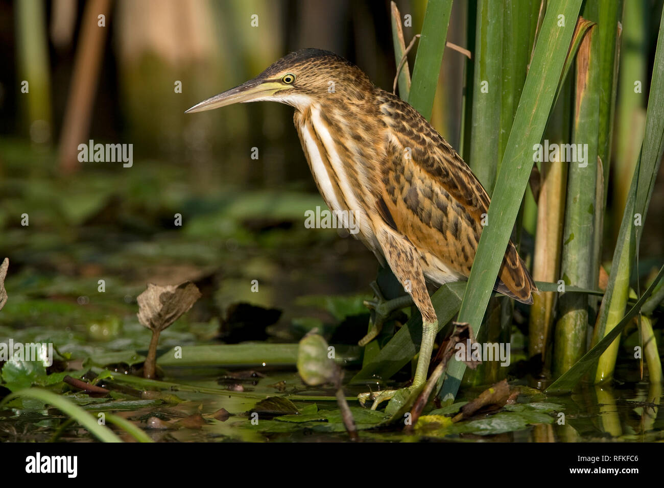 Little Bittern (Ixobrychus minutus Stock Photo - Alamy