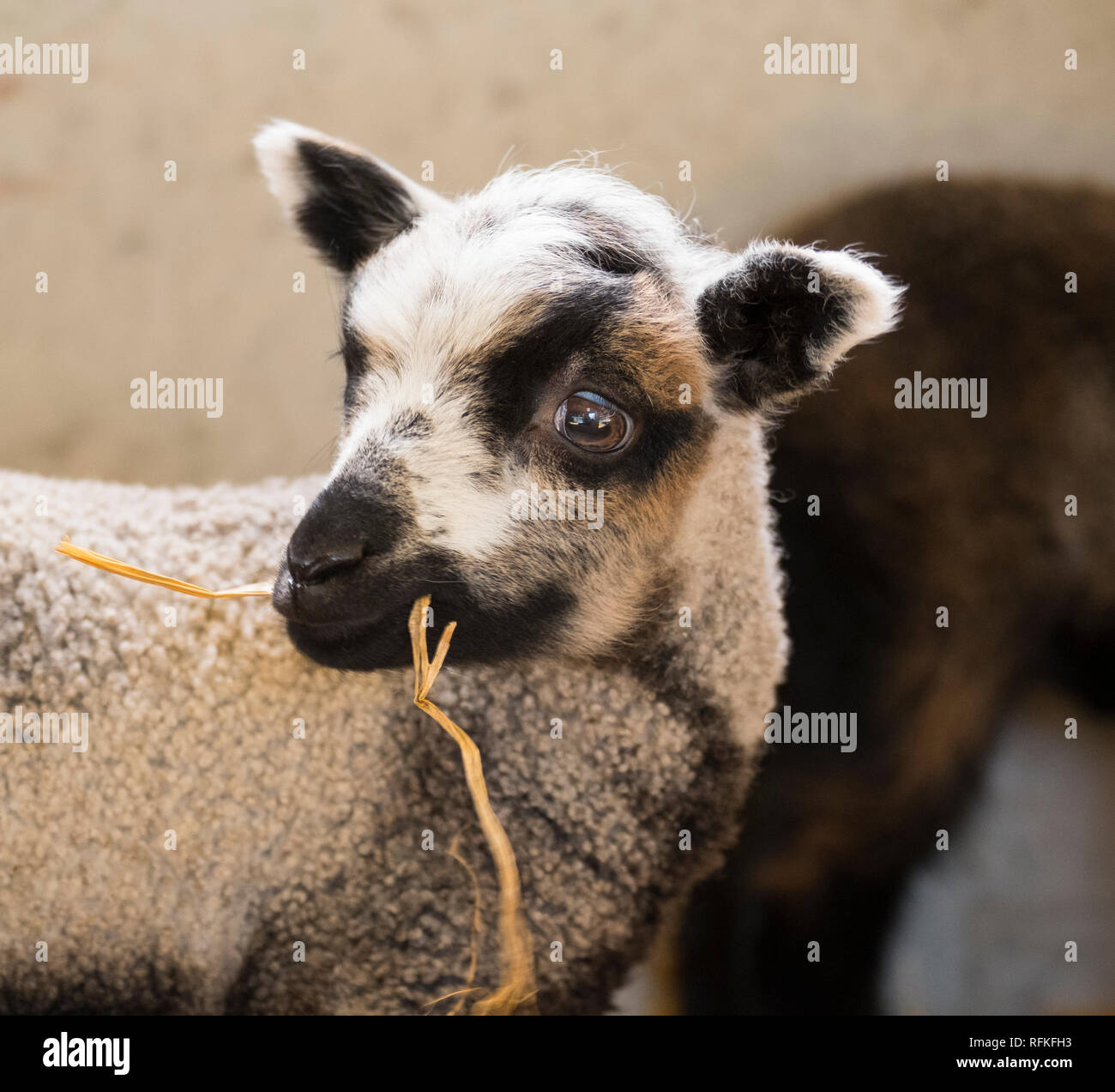 Shetland sheep on a farm near Cardington, Shropshire, UK Stock Photo ...