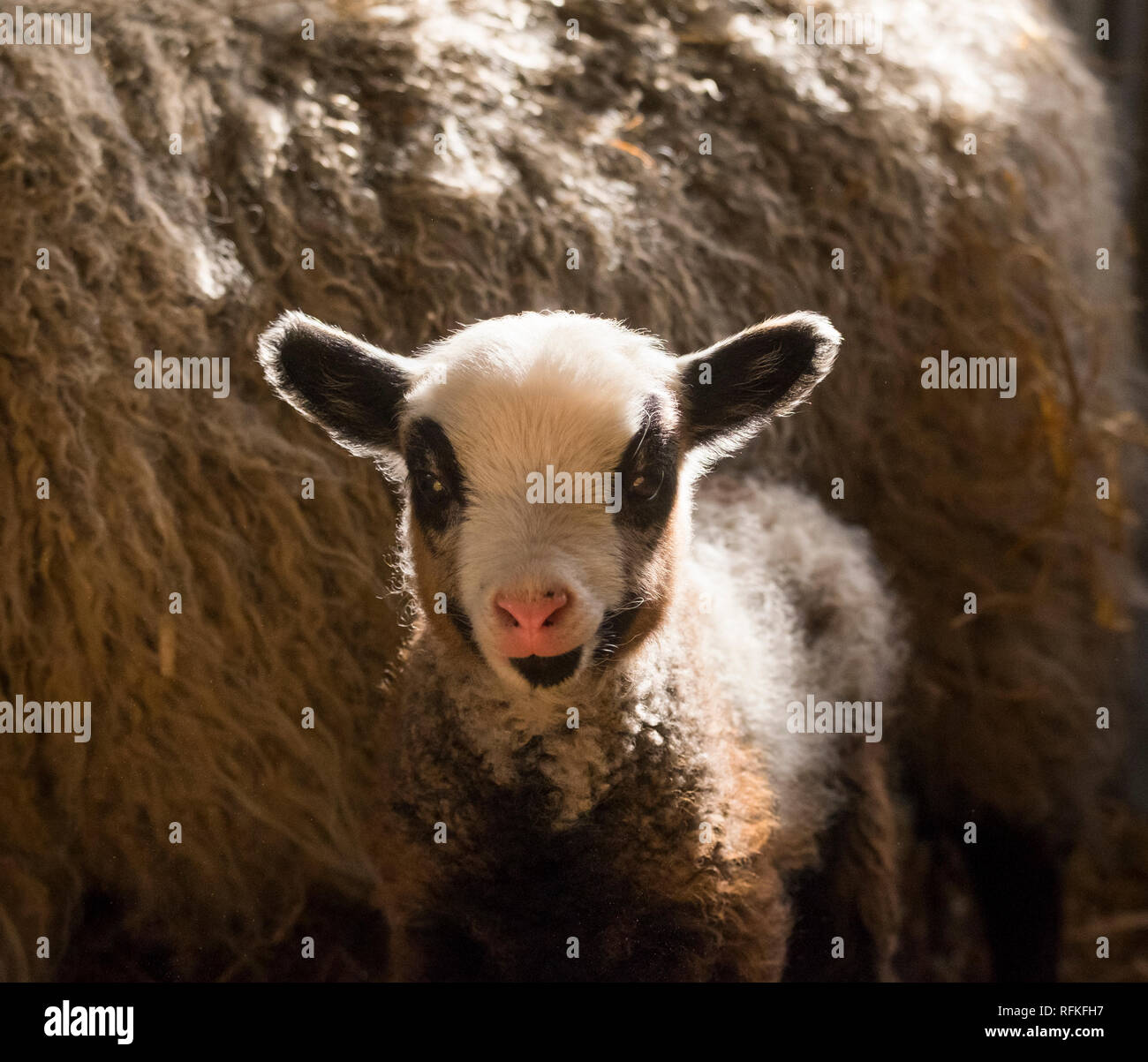 Shetland sheep on a farm near Cardington, Shropshire, UK Stock Photo ...