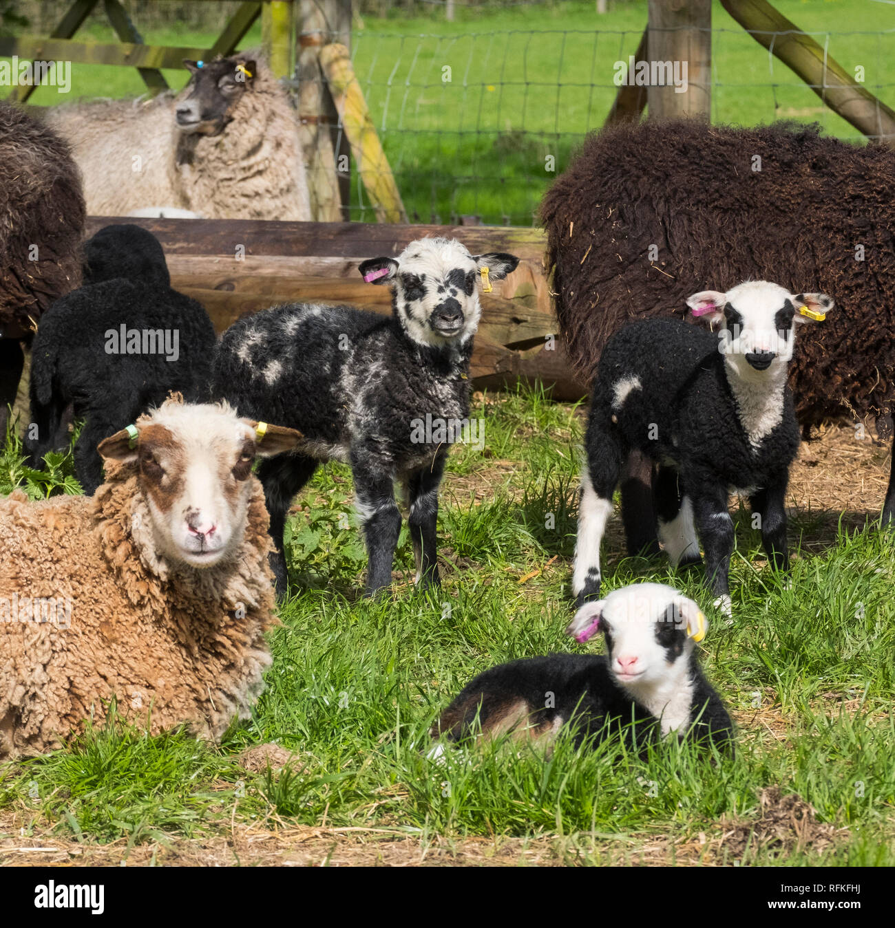 Shetland sheep on a farm near Cardington, Shropshire, UK Stock Photo ...