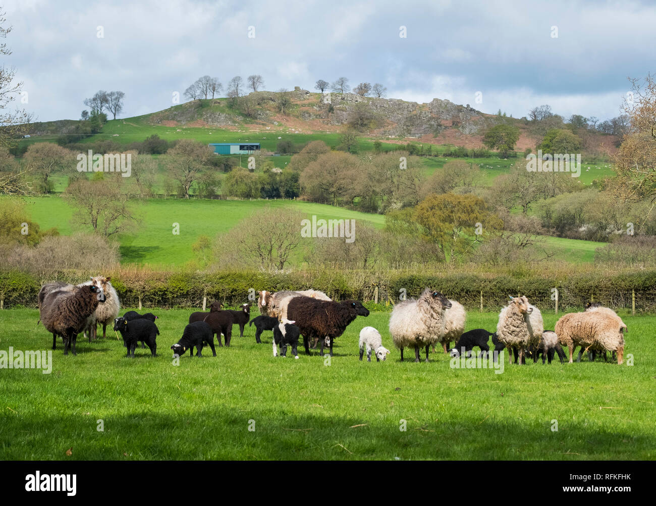 Shetland wool sheep hi-res stock photography and images - Alamy