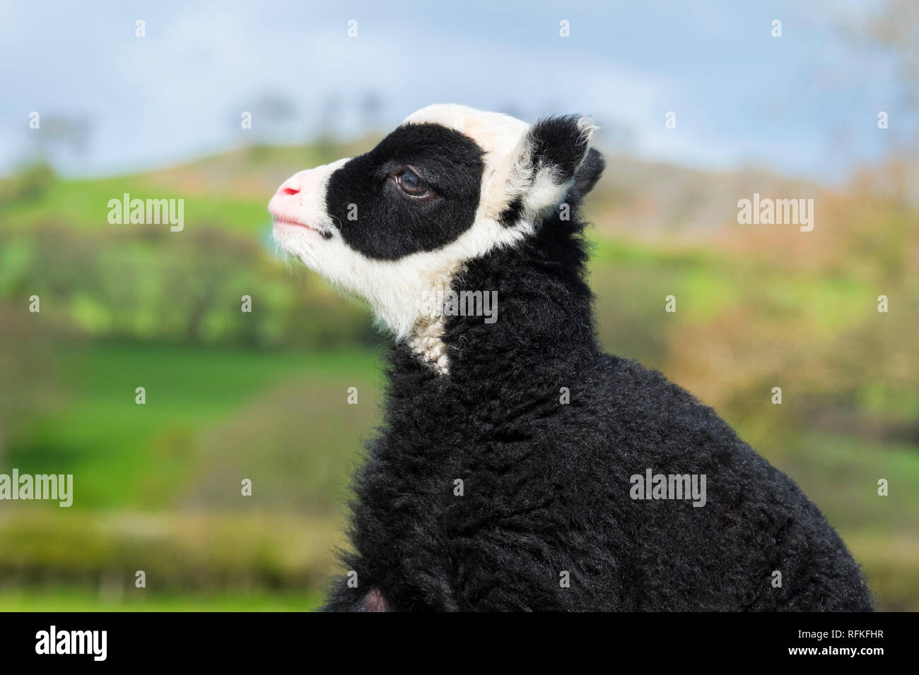 Shetland sheep on a farm near Cardington, Shropshire, UK Stock Photo ...