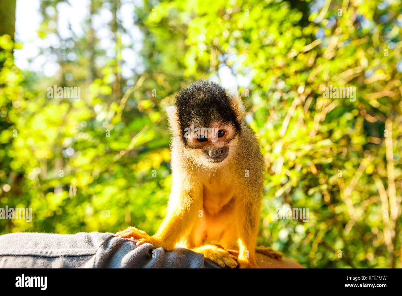 Monkey hand on head hi-res stock photography and images - Alamy