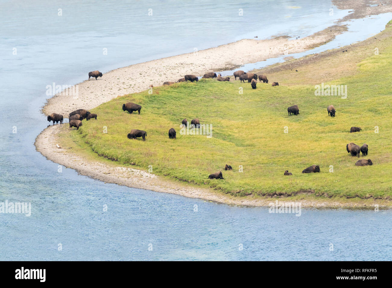 Yellowstone bison grass hi-res stock photography and images - Alamy