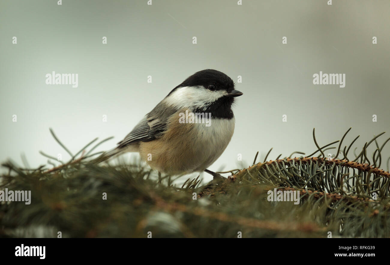 Chickadee on pine branch hi-res stock photography and images - Alamy
