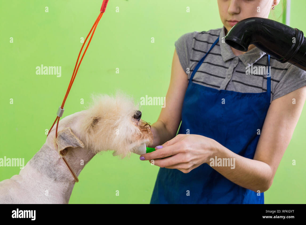 Combing hair brush on the dog's face. Fox terrier getting his hair cut ...