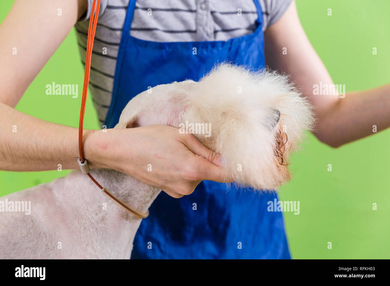 Combing hair brush on the dog's face. Fox terrier getting his hair cut ...