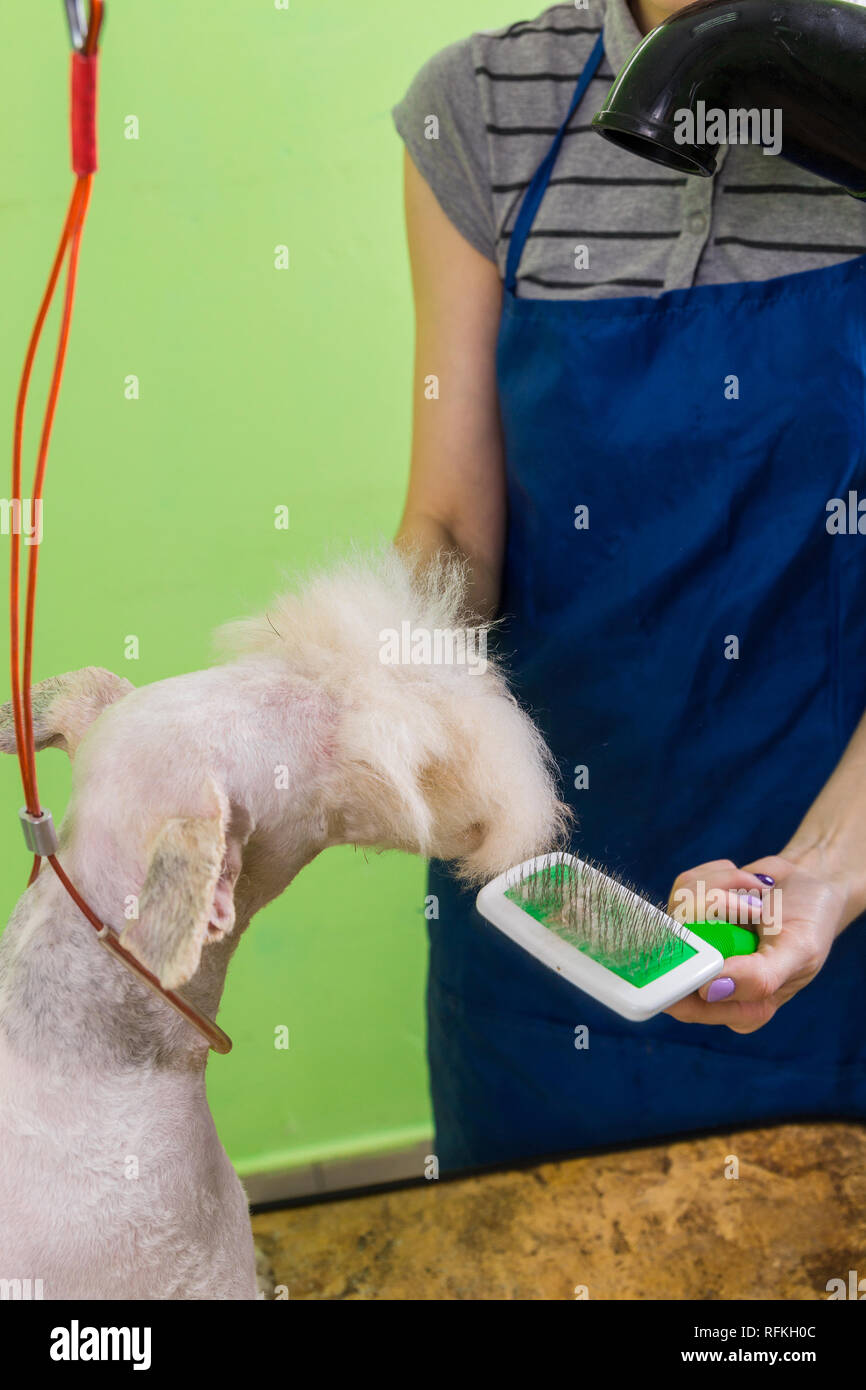 Combing hair brush on the dog's face. Fox terrier getting his hair cut ...