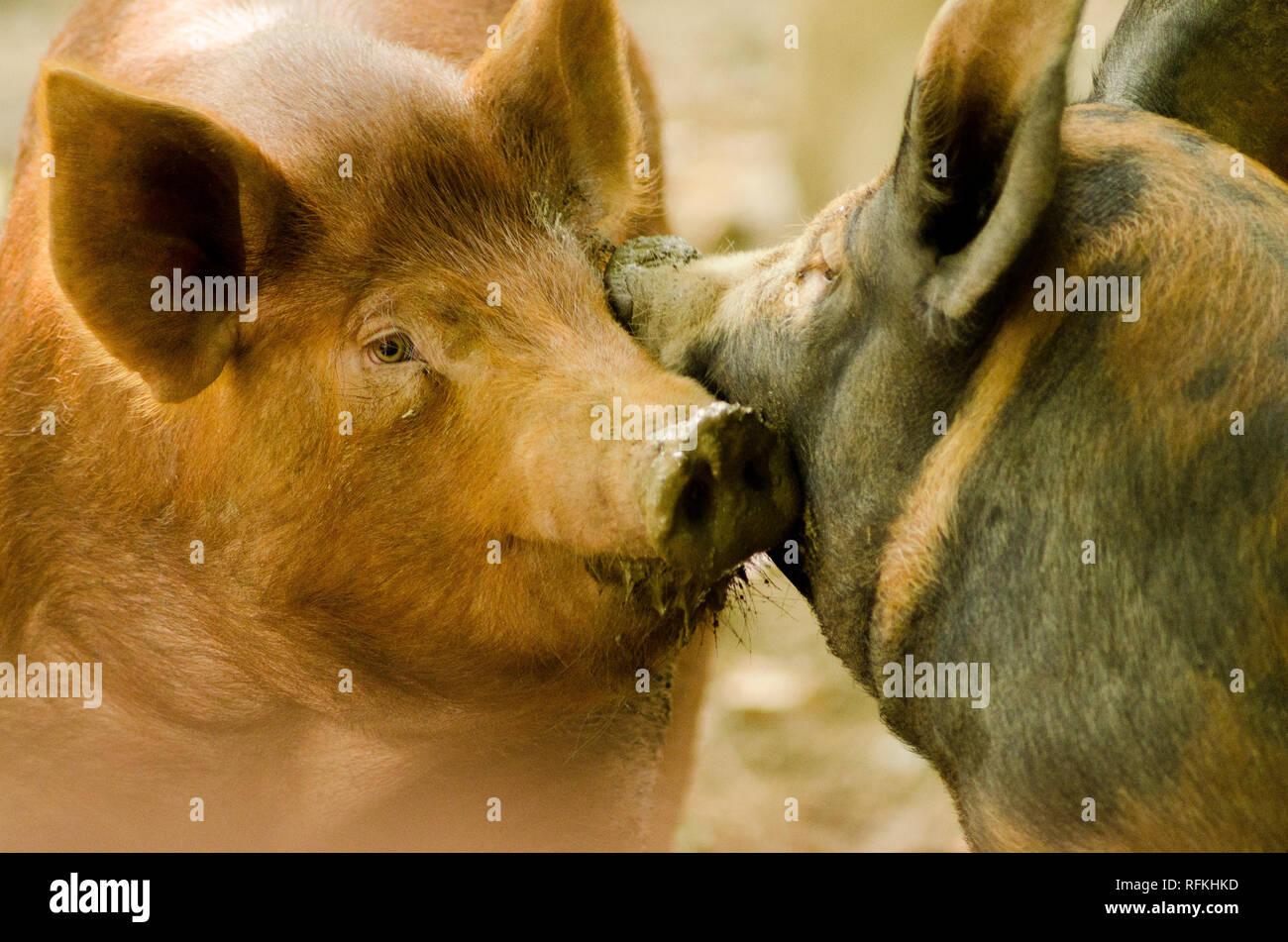 Heritage Breed High Resolution Stock Photography and Images - Alamy