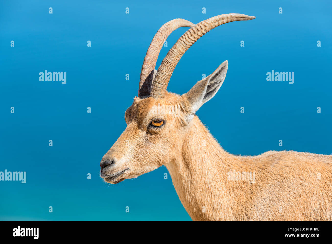 Goat antelope portrait Stock Photo - Alamy