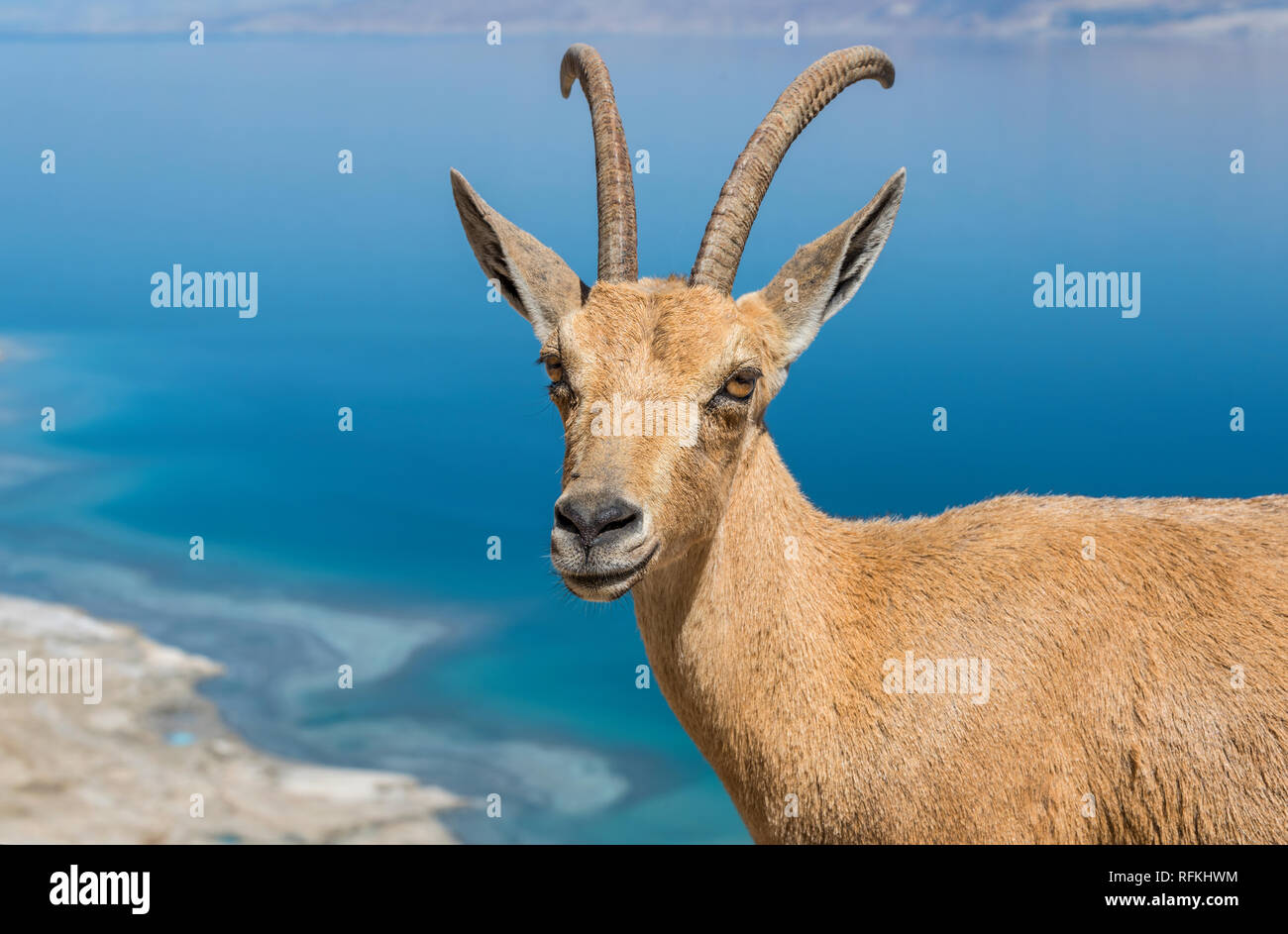 Goat antelope portrait Stock Photo - Alamy