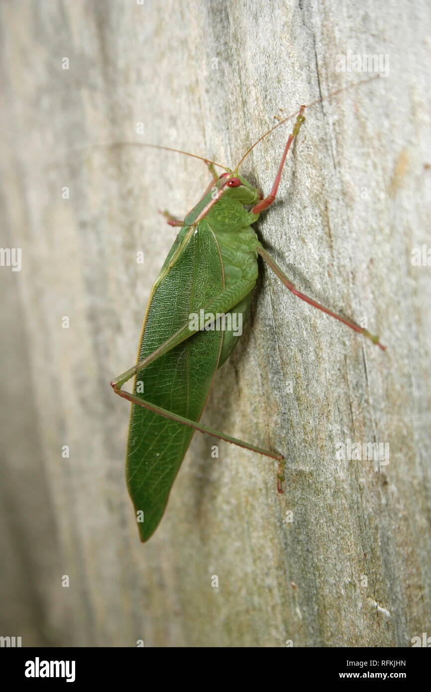 Gum Leaf Katydid, (Torbia viridissima Stock Photo - Alamy