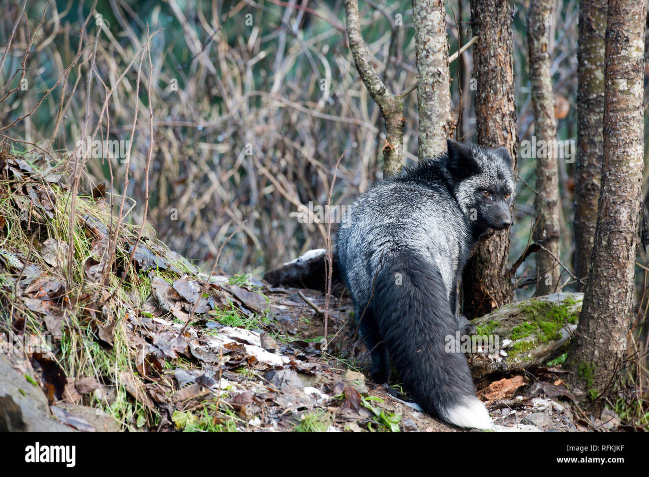 Silver fox hi-res stock photography and images - Alamy