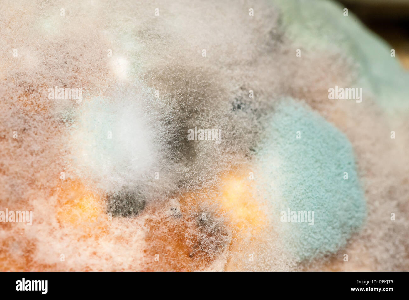 Mold moldy mold hi-res stock photography and images - Alamy