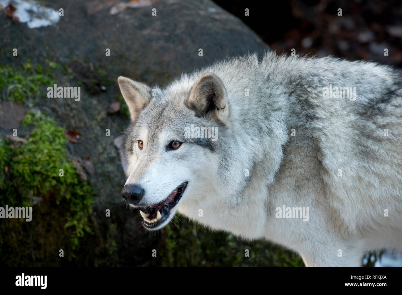 Captive gray wolf (Canis lupus Stock Photo - Alamy