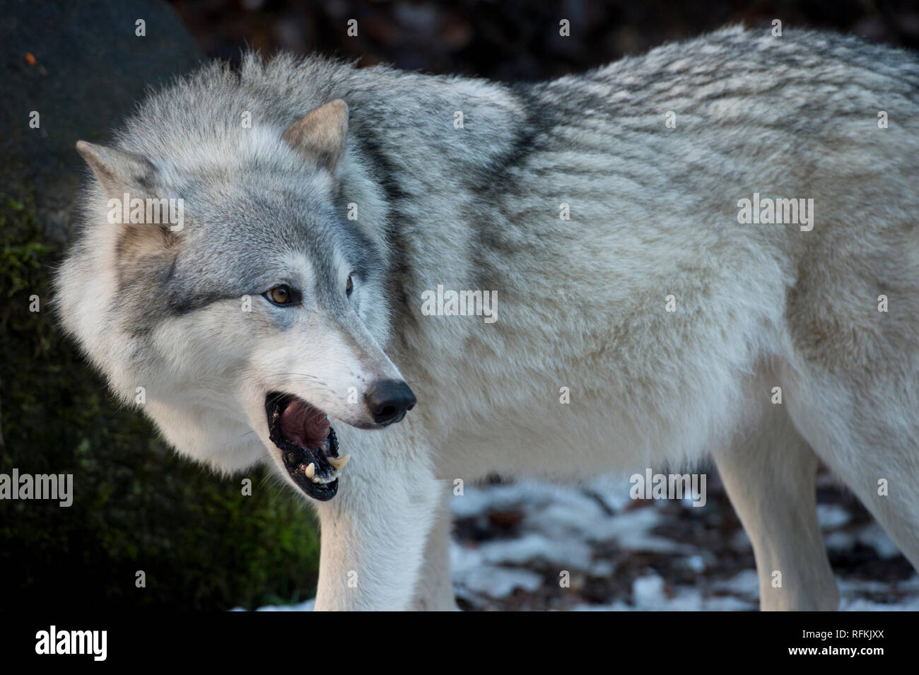 Captive gray wolf (Canis lupus Stock Photo - Alamy