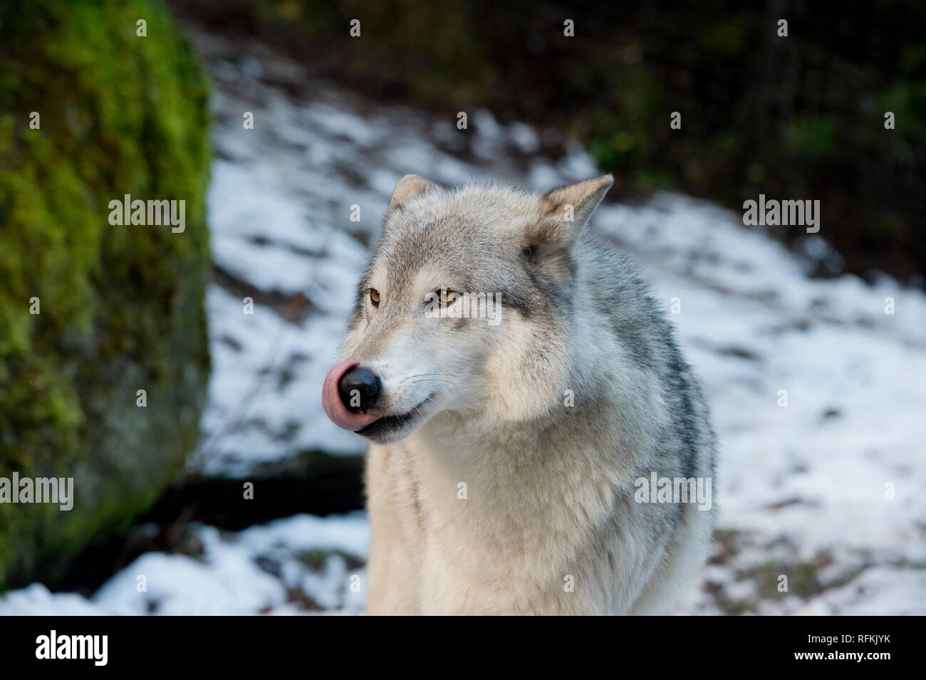 Captive gray wolf (Canis lupus Stock Photo - Alamy