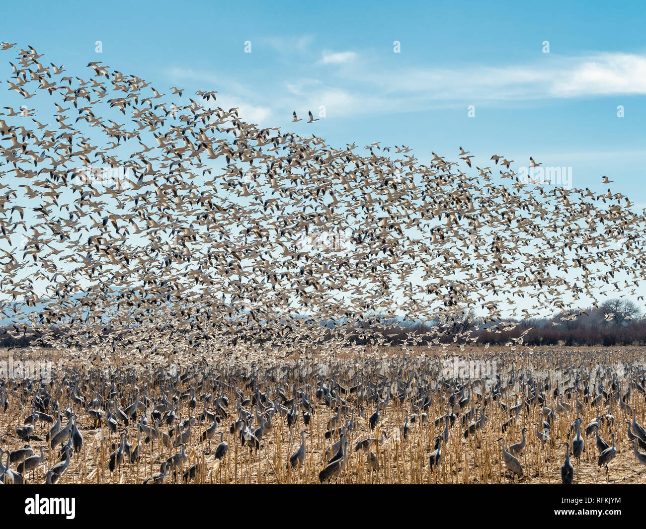 Snow Geese lift off from a field with Sandhill Cranes at Bosque del ...