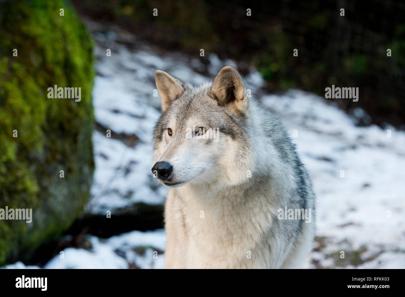 Alaskan timber wolf hi-res stock photography and images - Alamy