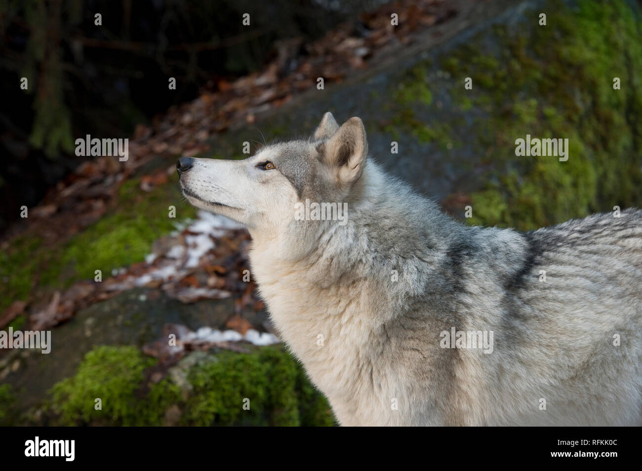 Captive gray wolf (Canis lupus Stock Photo - Alamy