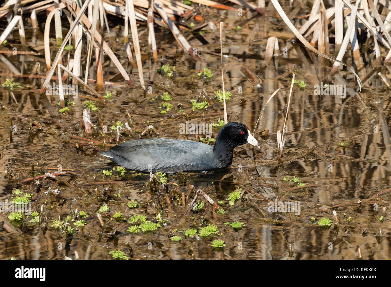 American Coot in pond at Bosque del Apache in New Mexico Stock Photo ...