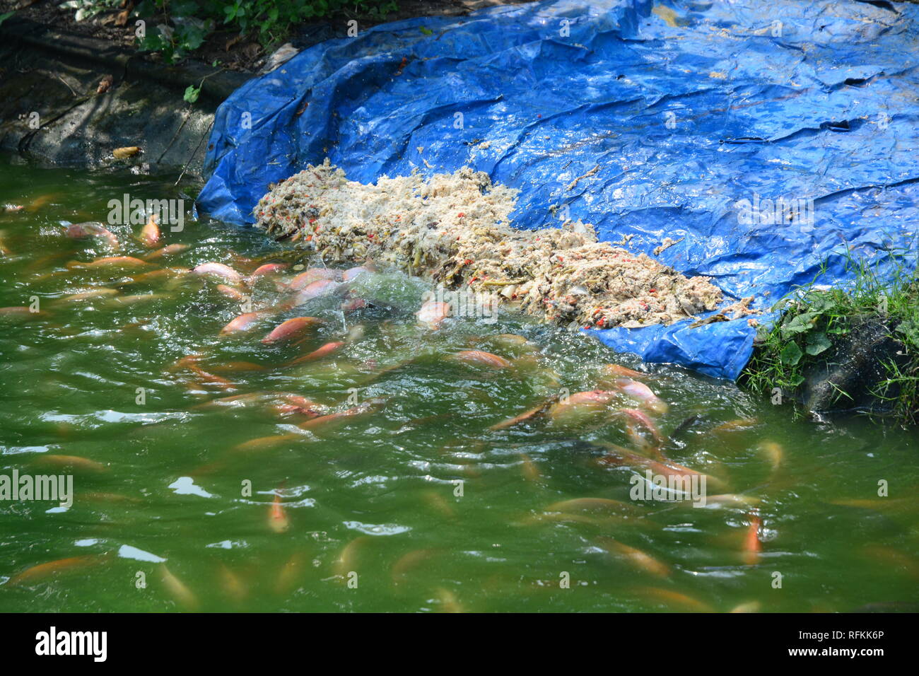 feeding fish in fish farming Stock Photo - Alamy
