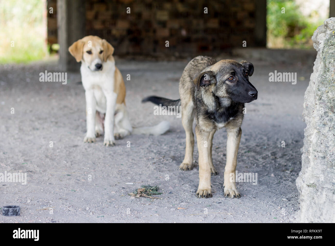 Stray dogs hi-res stock photography and images - Alamy