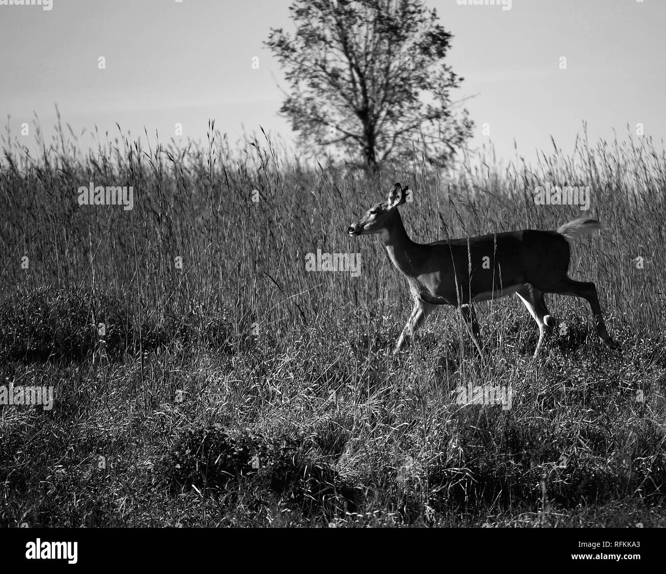 Doe the Black and White Stock Photos & Images - Alamy