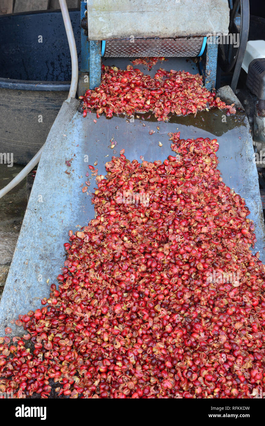 Coffee Pulping High Resolution Stock Photography and Images - Alamy