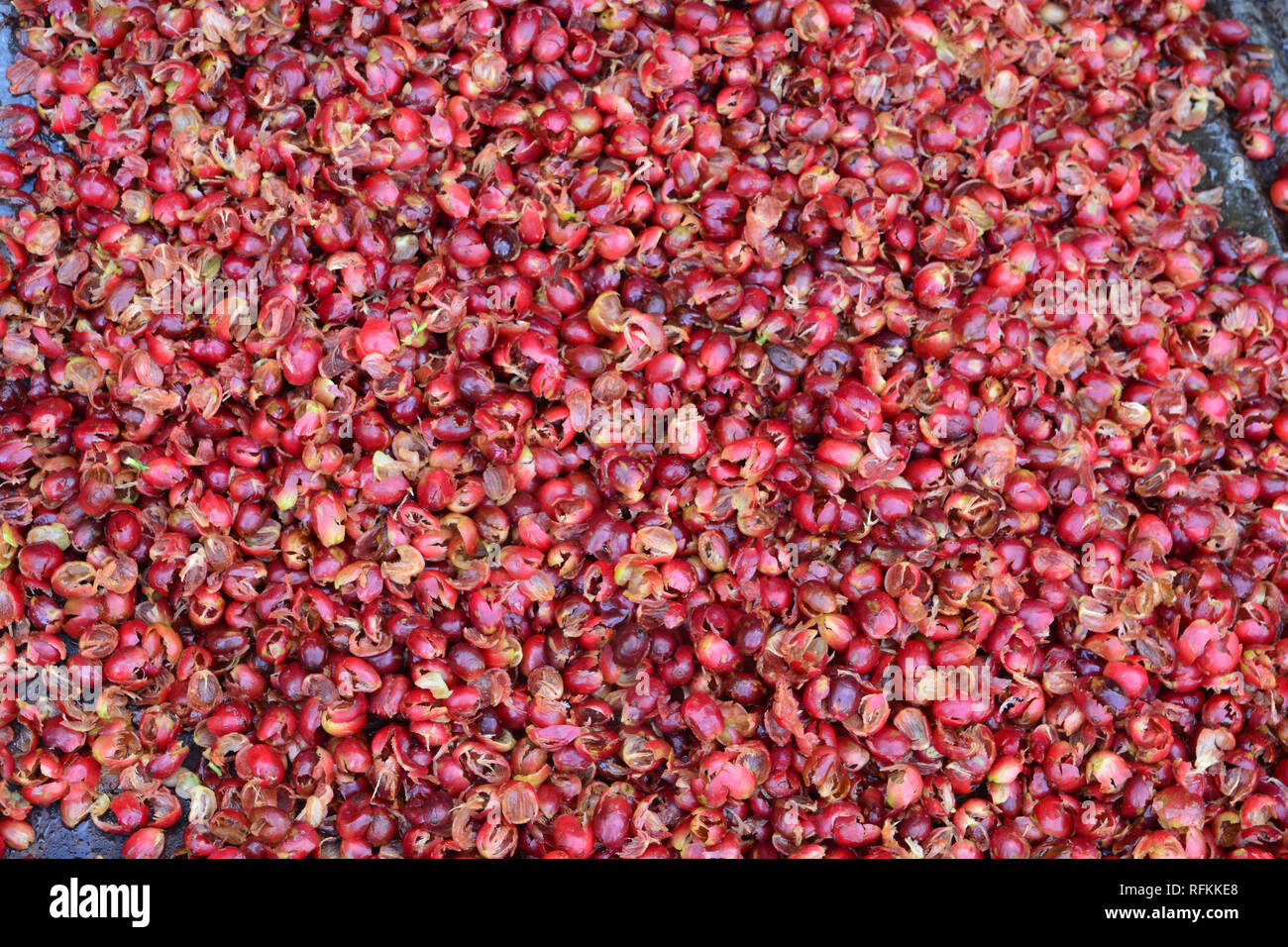 Coffee Pulping High Resolution Stock Photography and Images - Alamy
