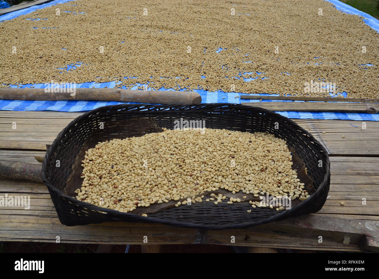 Process of drying coffee beans (parchment coffee) sun dry the beans ...