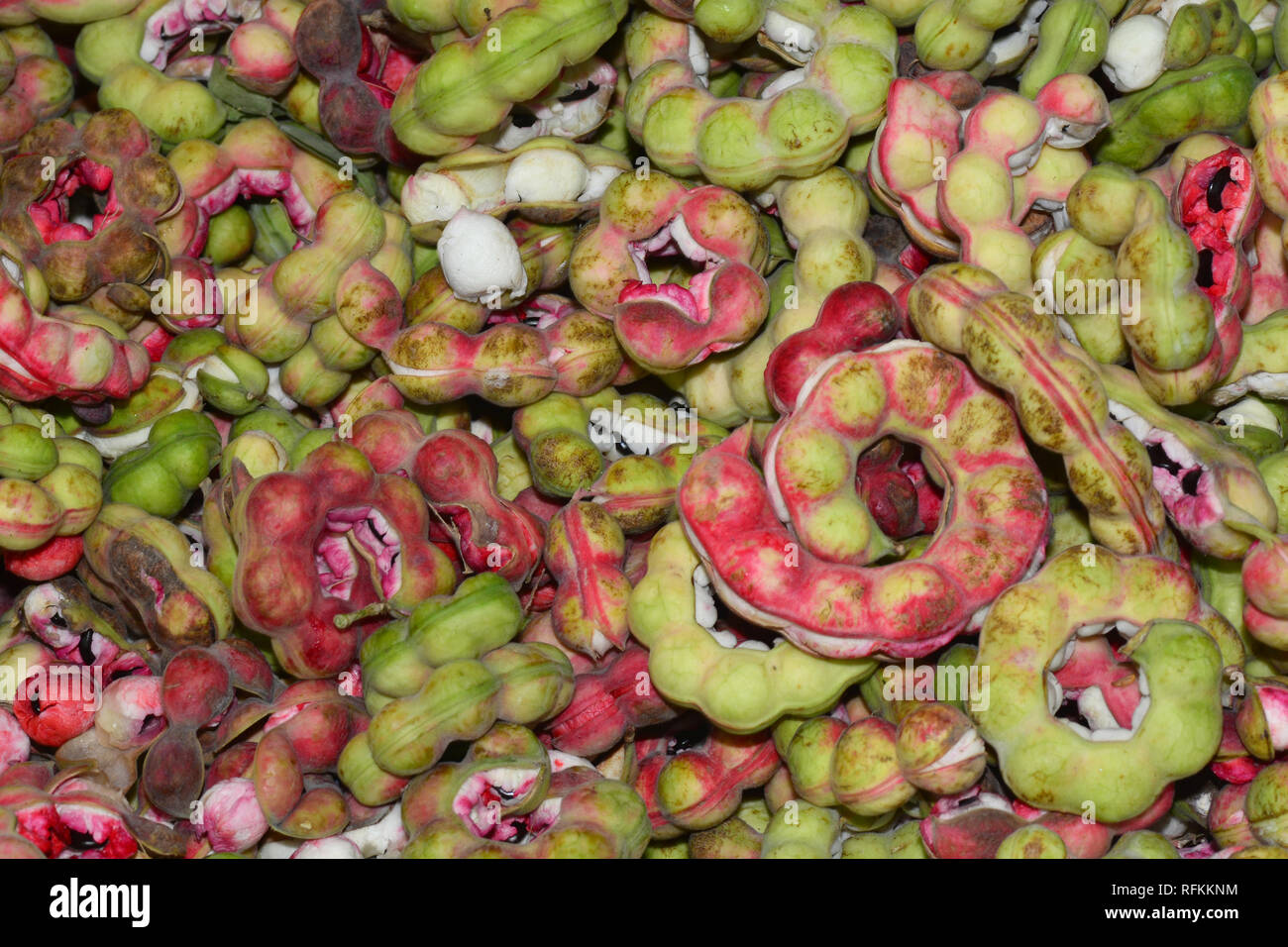 Pithecellobium hi-res stock photography and images - Alamy