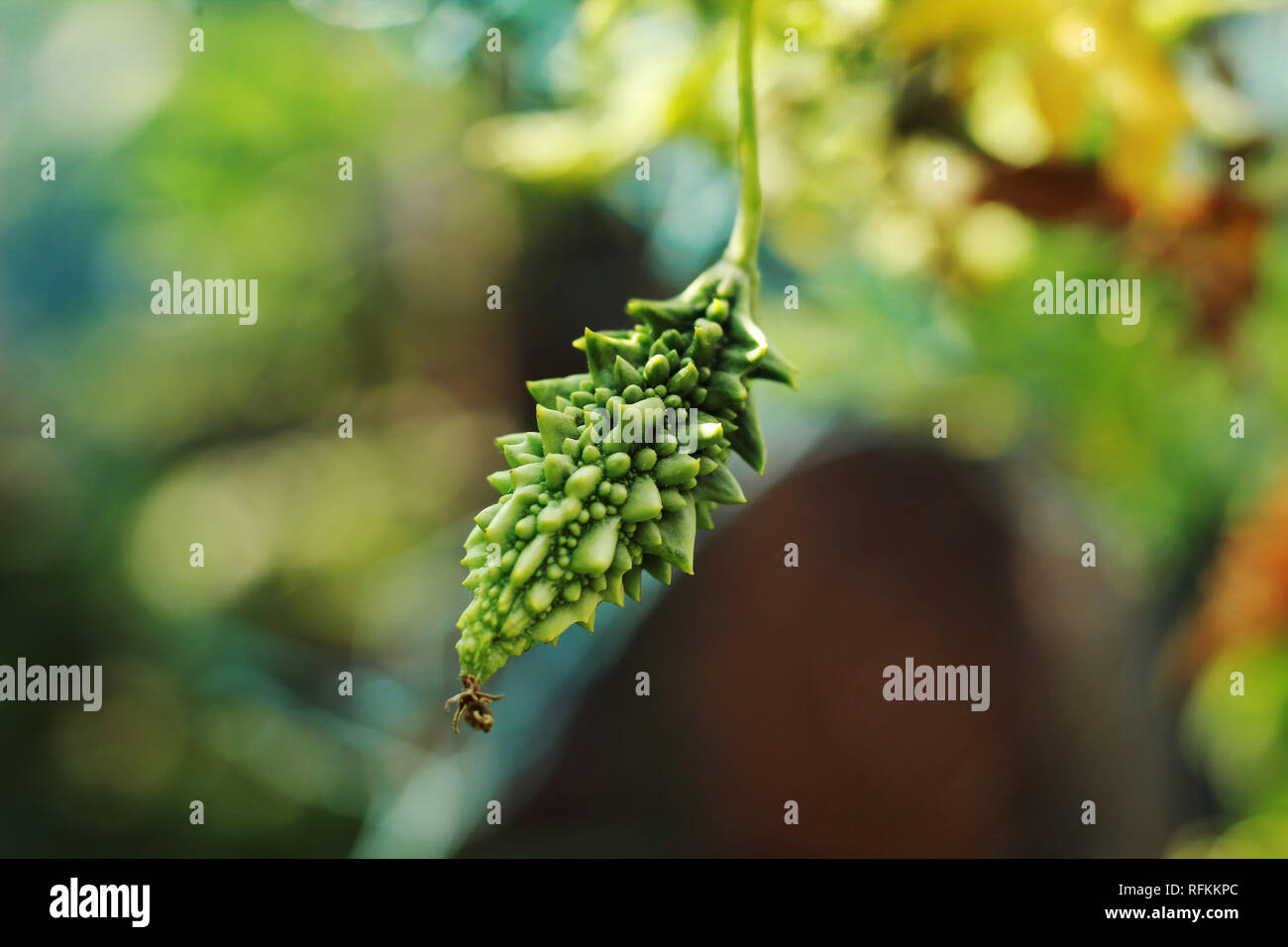 Bitter ground hi-res stock photography and images - Alamy