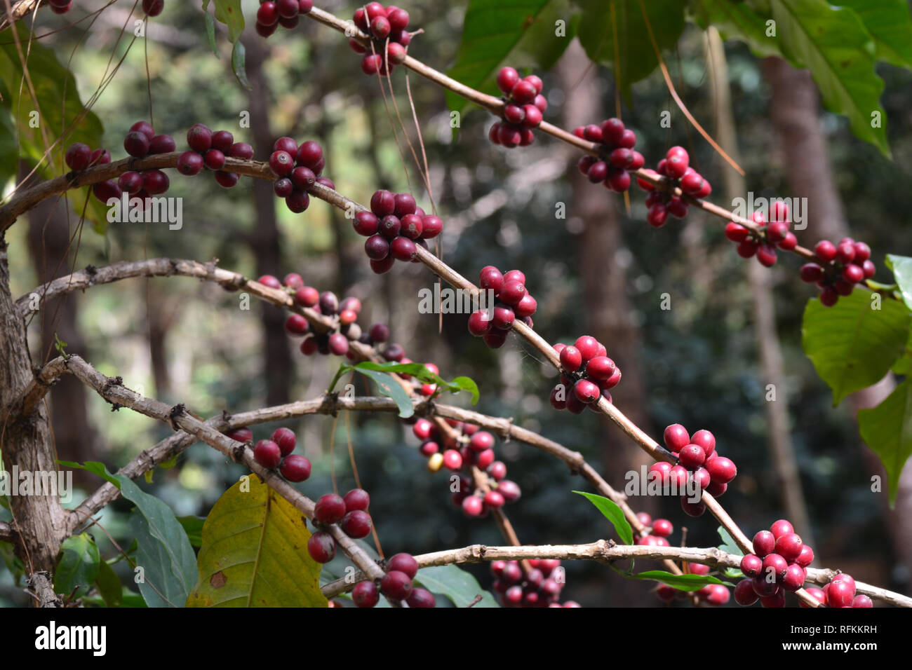Coffee bean, coffee cherries or coffee berries on Arabica coffee tree ...