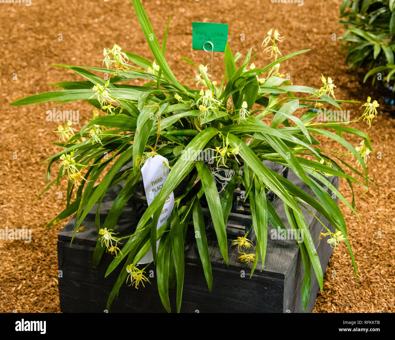 Encyclia hi-res stock photography and images - Alamy