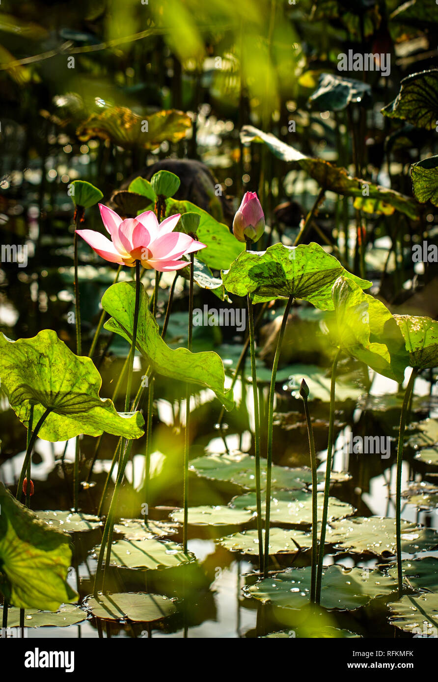 Lotus flower and plants in a pond Stock Photo - Alamy
