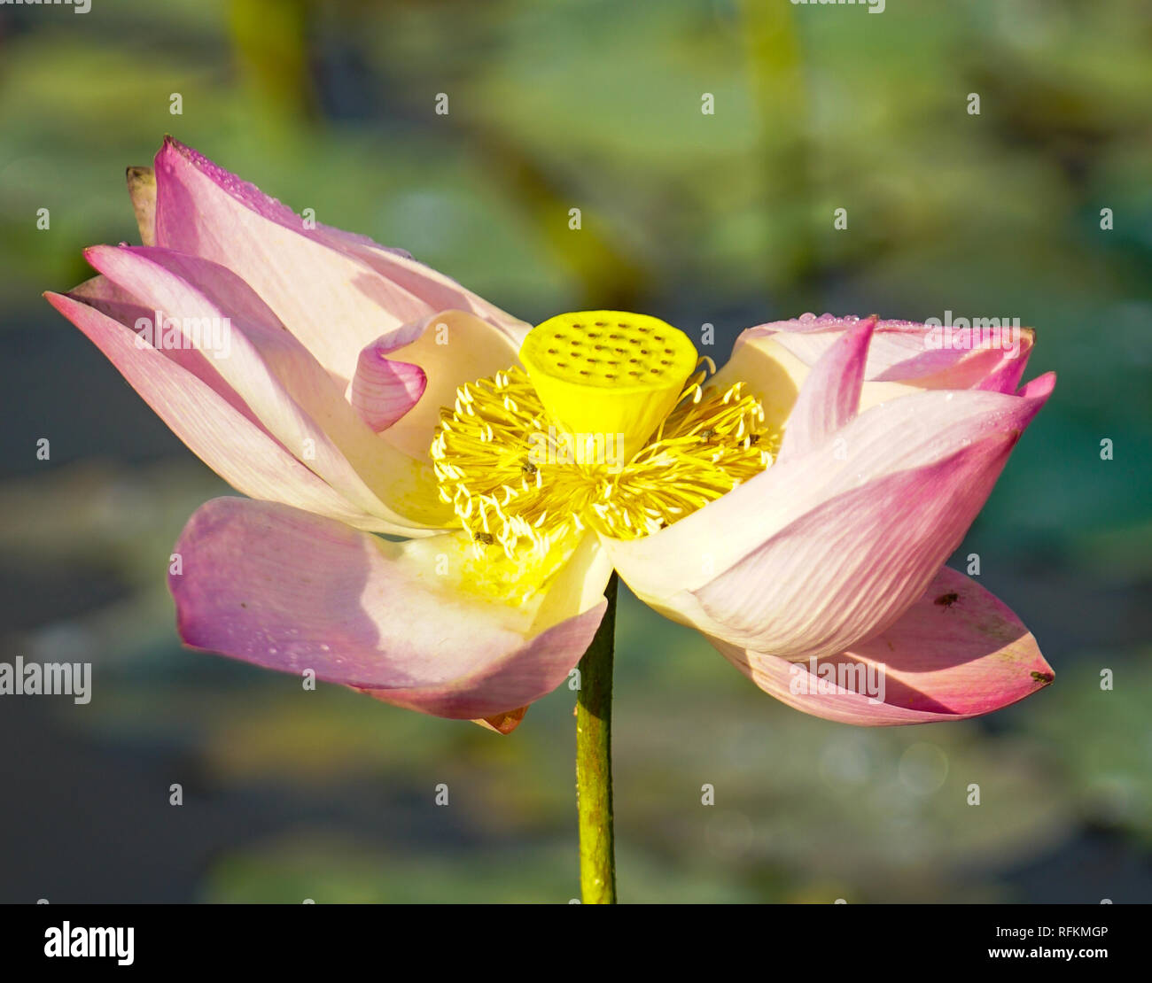 Lotus flower and plants in a pond Stock Photo - Alamy