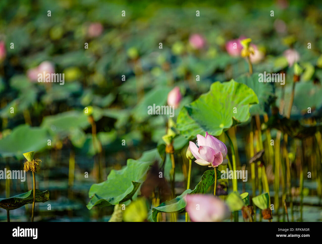 Lotus flower and plants in a pond Stock Photo - Alamy
