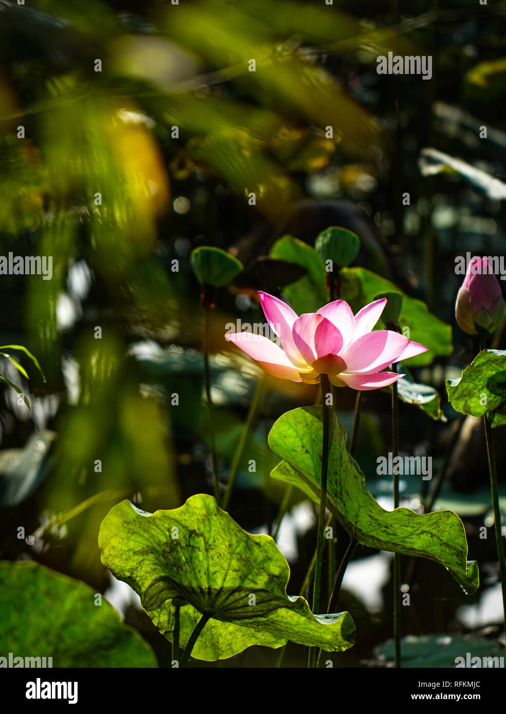 Lotus flower and plants in a pond Stock Photo - Alamy