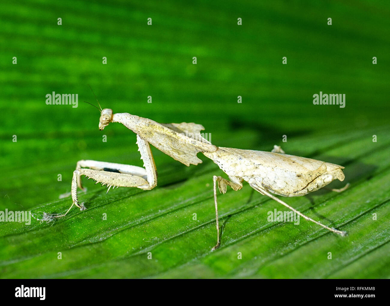 Dead leaf mantis hi-res stock photography and images - Alamy