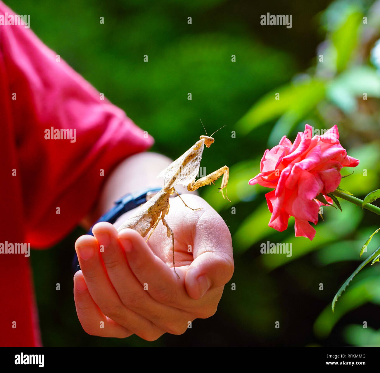 Holding a Dead Leaf Mantis with one hand Stock Photo - Alamy