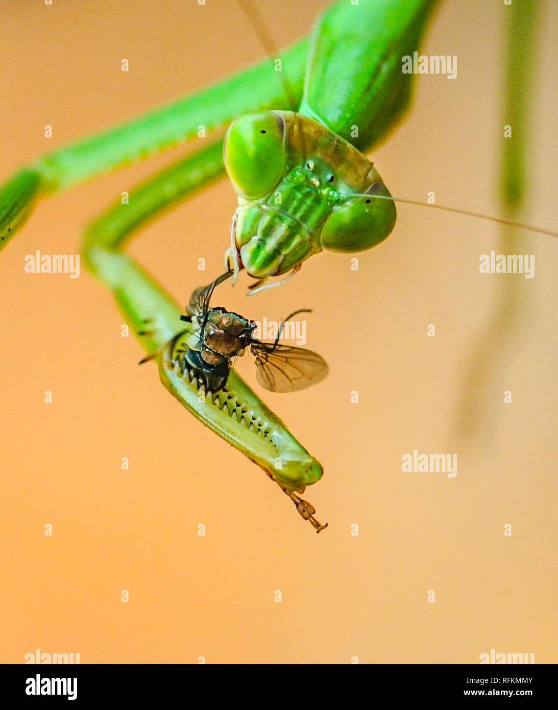 Praying Mantis in the midst of eating a fly Stock Photo - Alamy